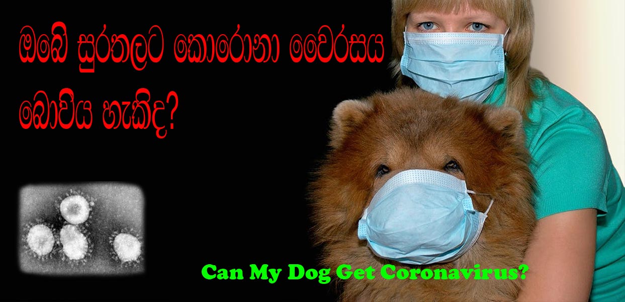 ඔබේ සුරතලාටත් නව කොරෝනා වෛරසය බෝවිය හැකිද? - Superpetcare
