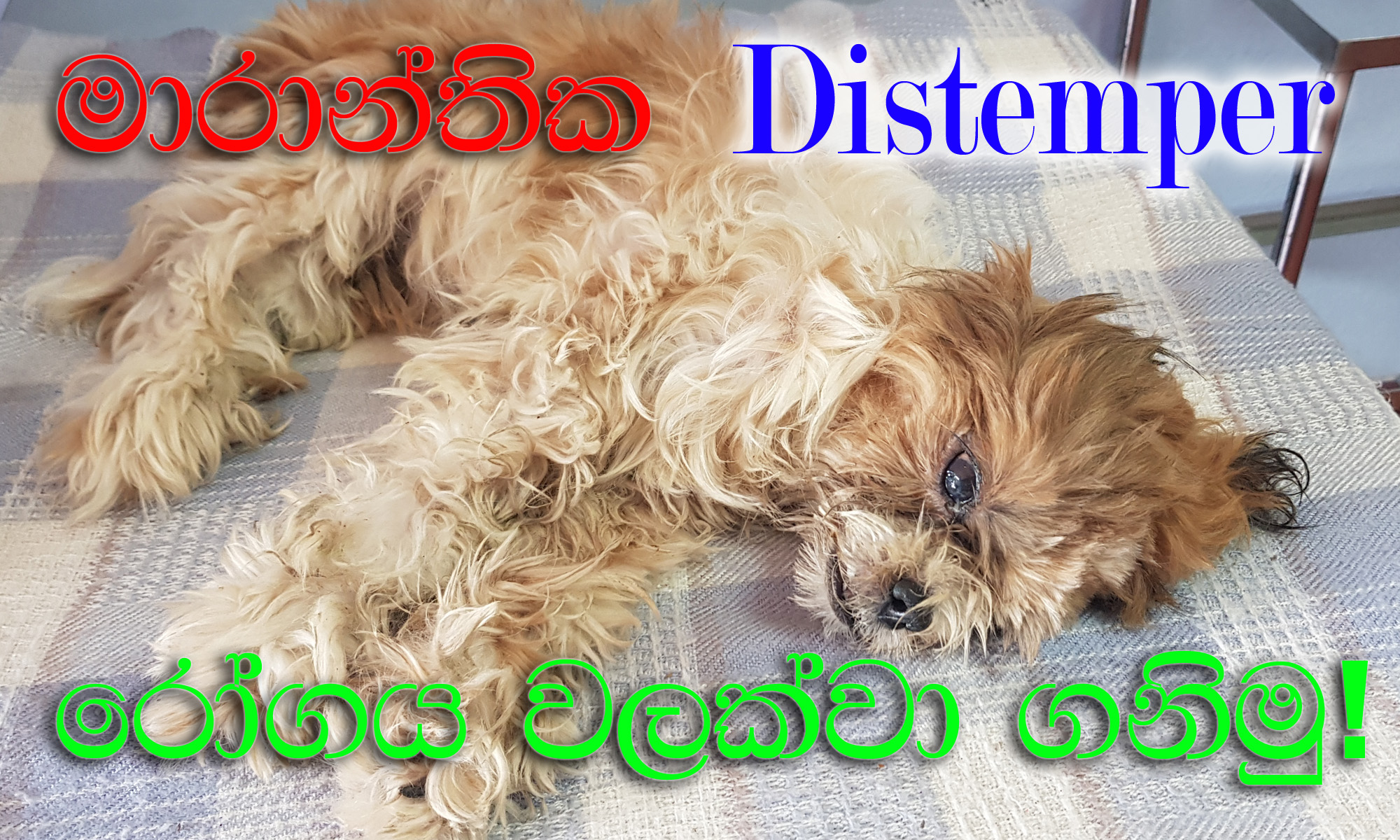 ඩිස්ටෙම්පර් රෝගය Canine Distemper - Superpetcare