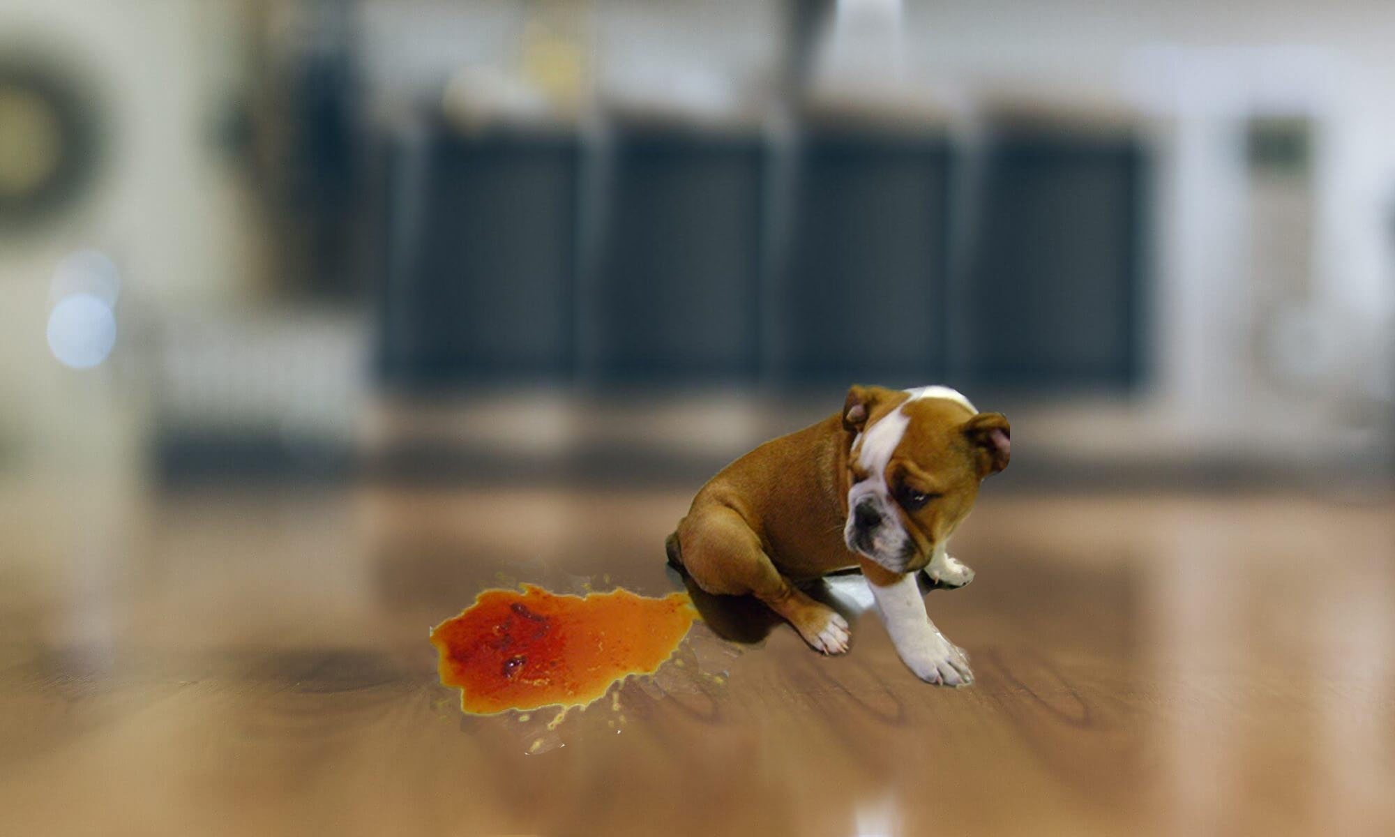 පාවෝ රෝගය Canine Parvo Viral Diarrhea - Superpetcare